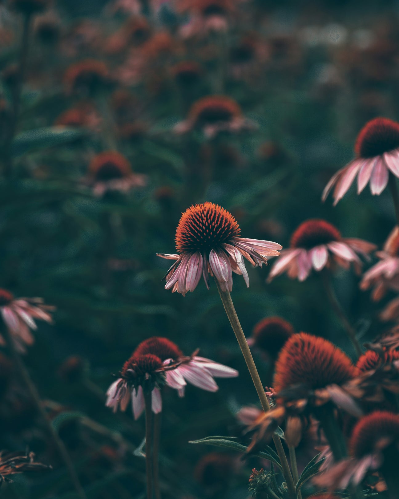 The Echinacea Guide – Plant Detectives