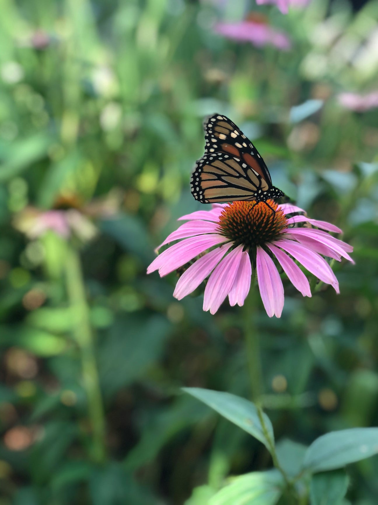 The Echinacea Guide – Plant Detectives