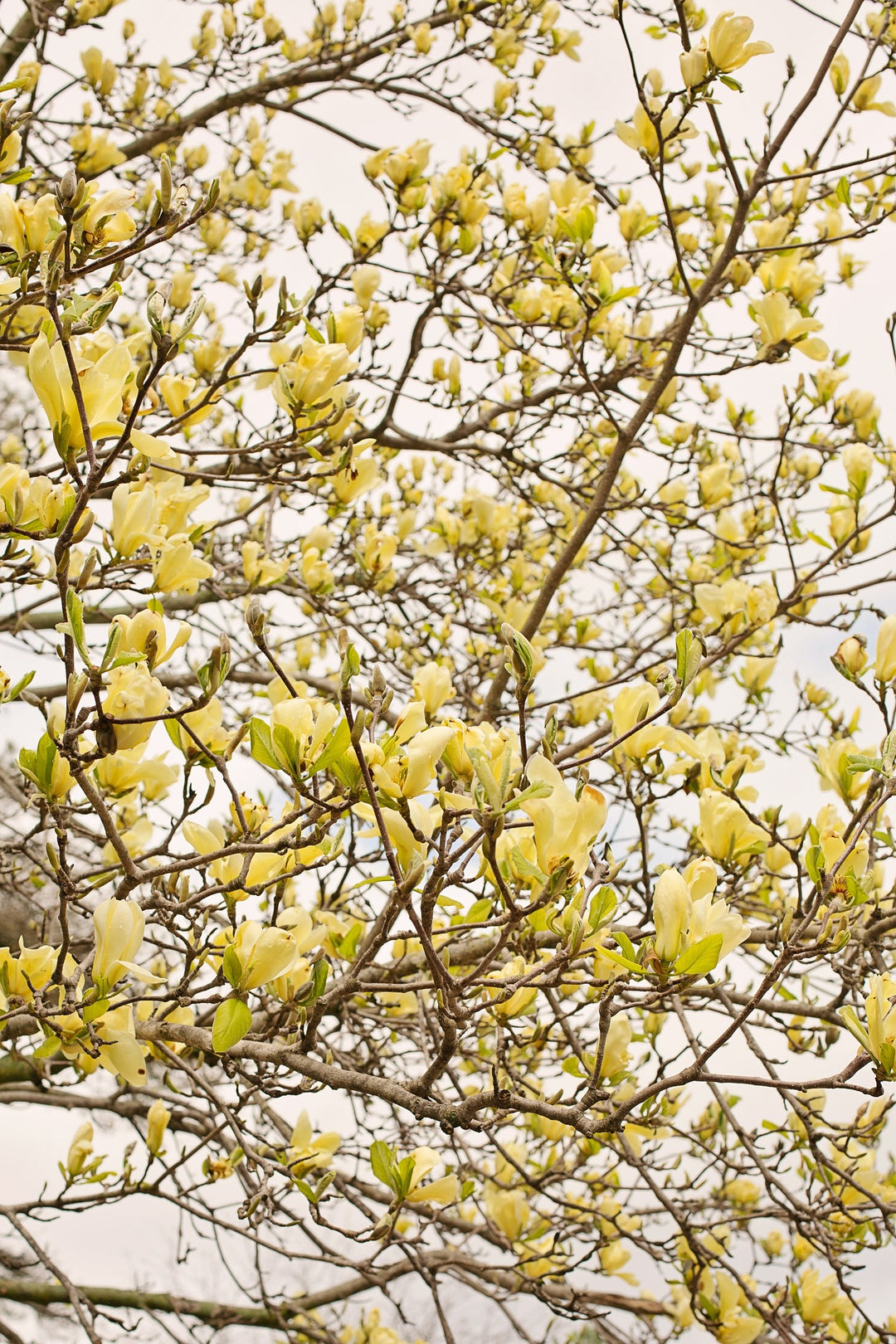 Plant of the Week - Elizabeth Magnolia – Plant Detectives
