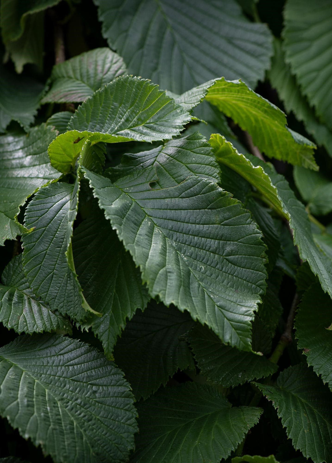Elm (Ulmus) – Plant Detectives