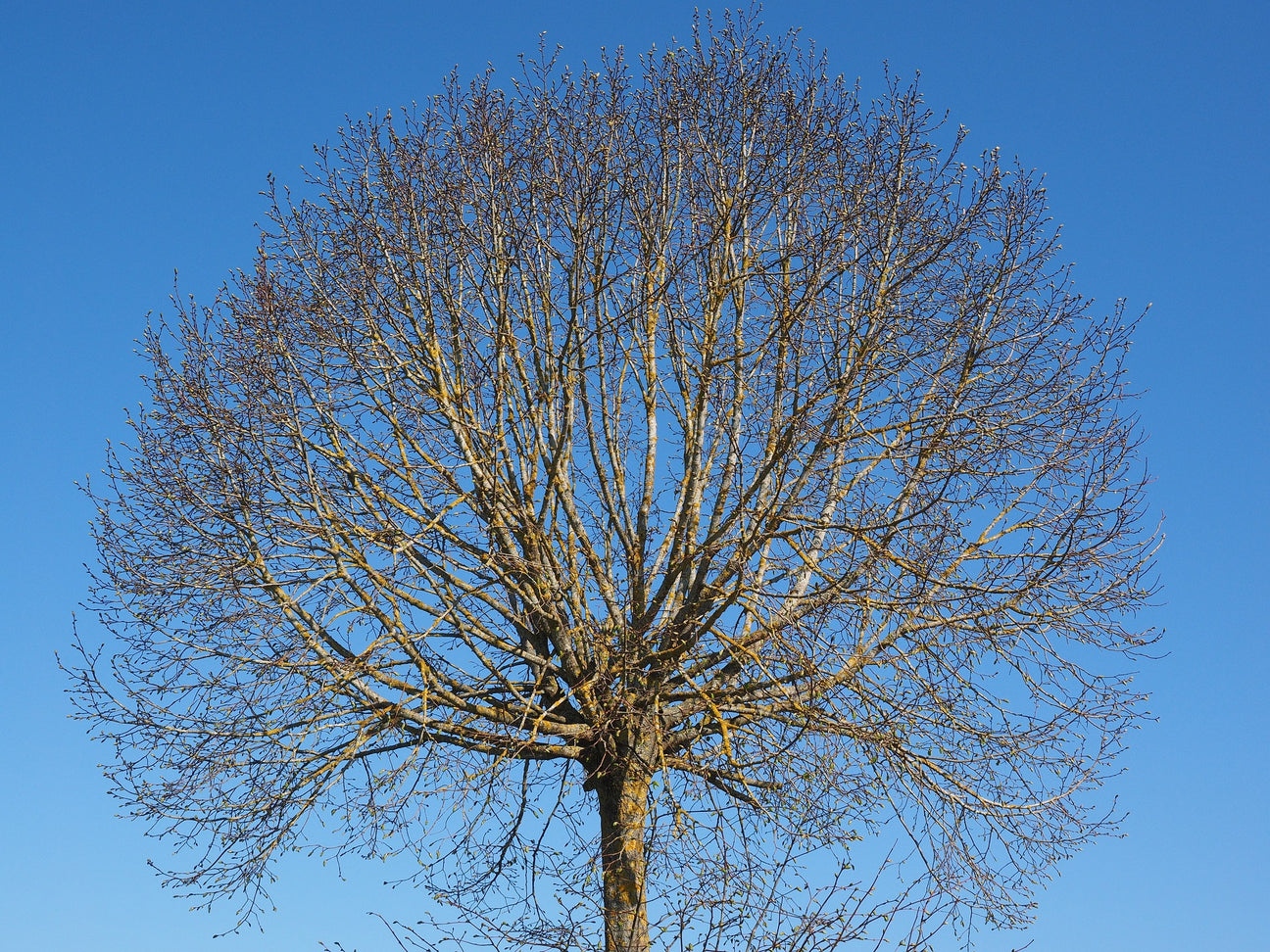 The Elm Guide – Plant Detectives