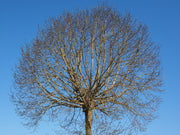 The Elm Guide – Plant Detectives