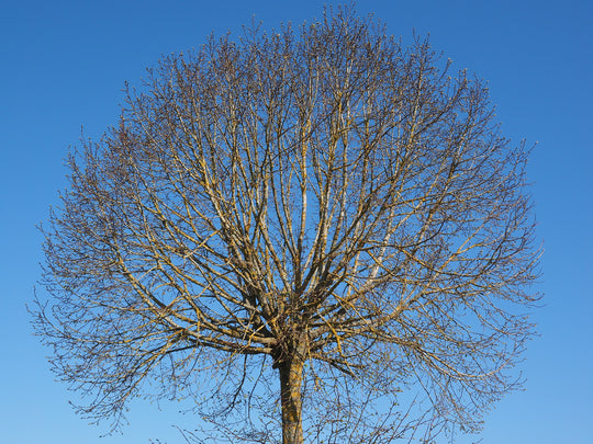 The Elm Guide – Plant Detectives