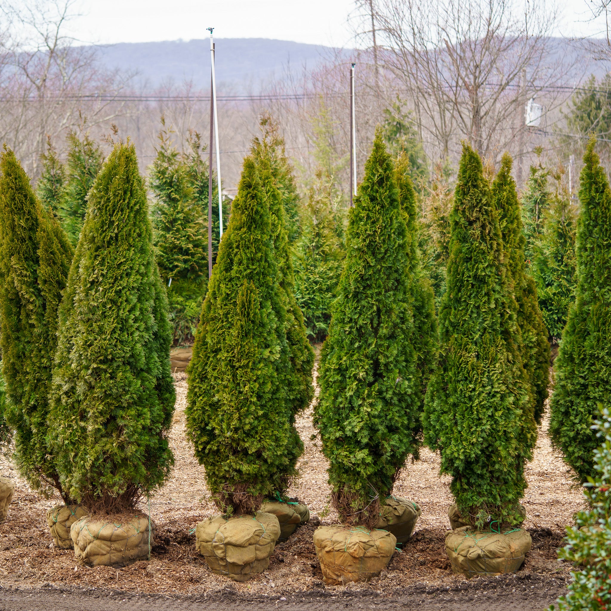 Emerald Green Arborvitae – Plant Detectives