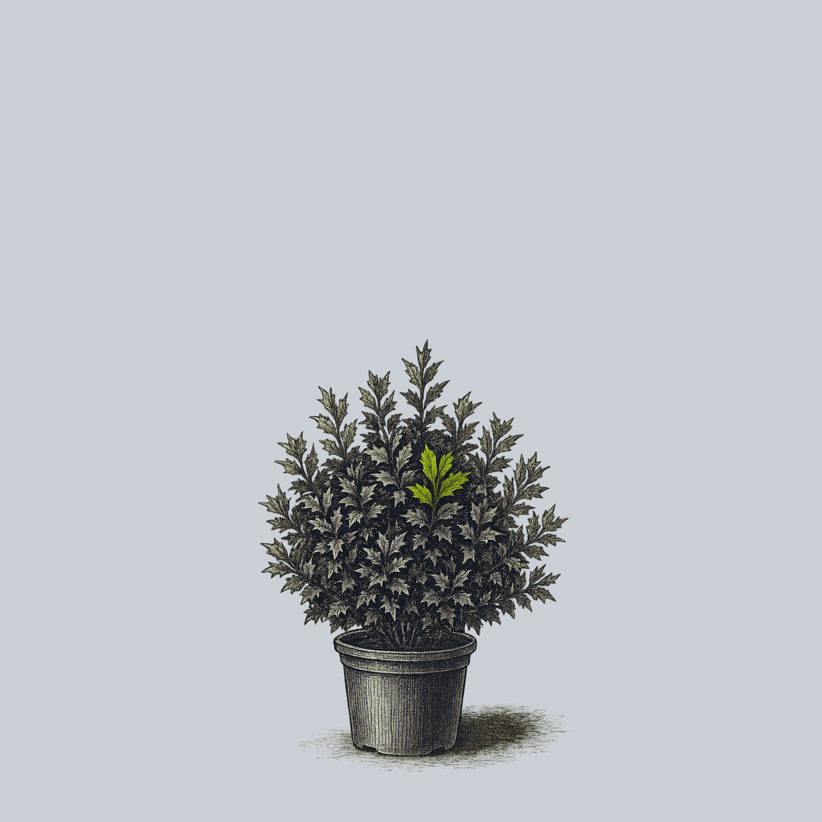 Emerald Magic Meserve Holly – Plant Detectives