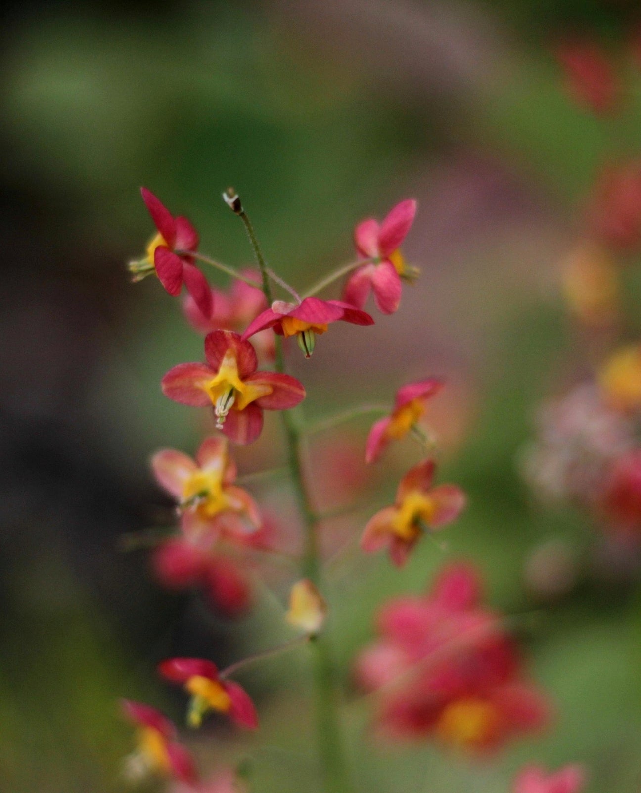 The Epimedium Guide – Plant Detectives