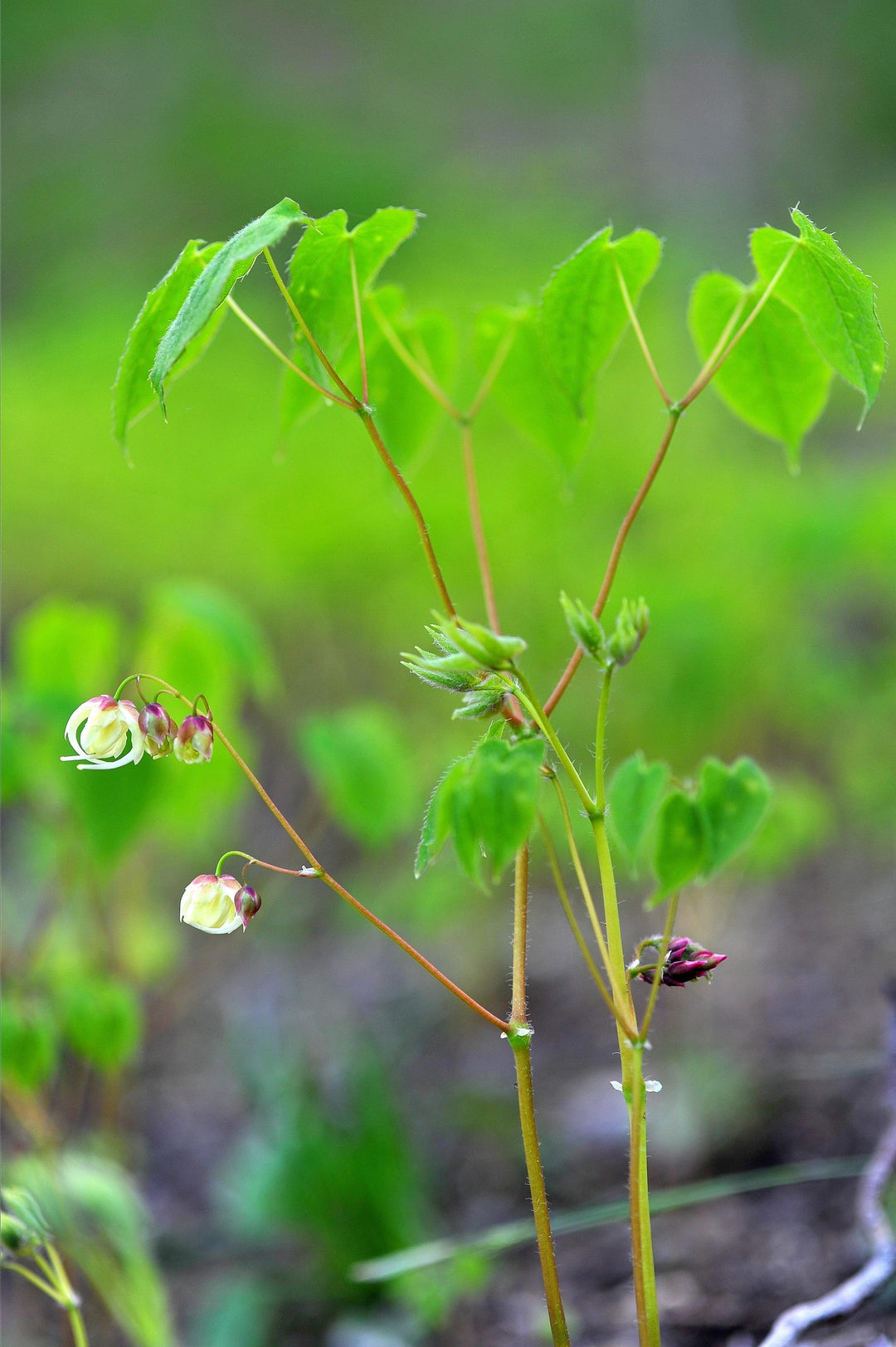 The Epimedium Guide – Plant Detectives