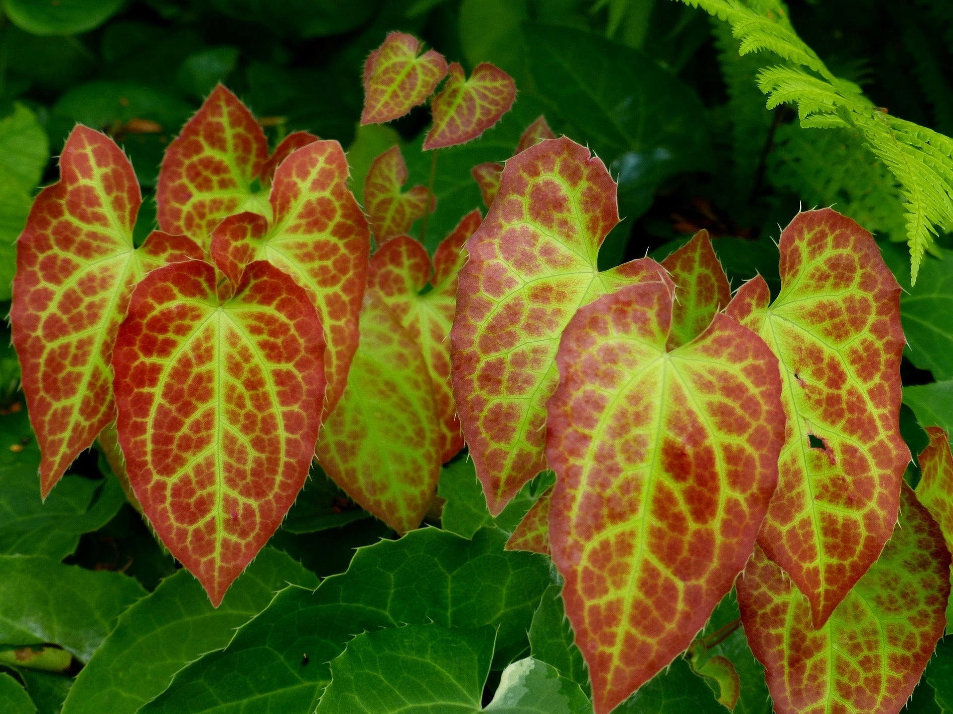 The Epimedium Guide – Plant Detectives