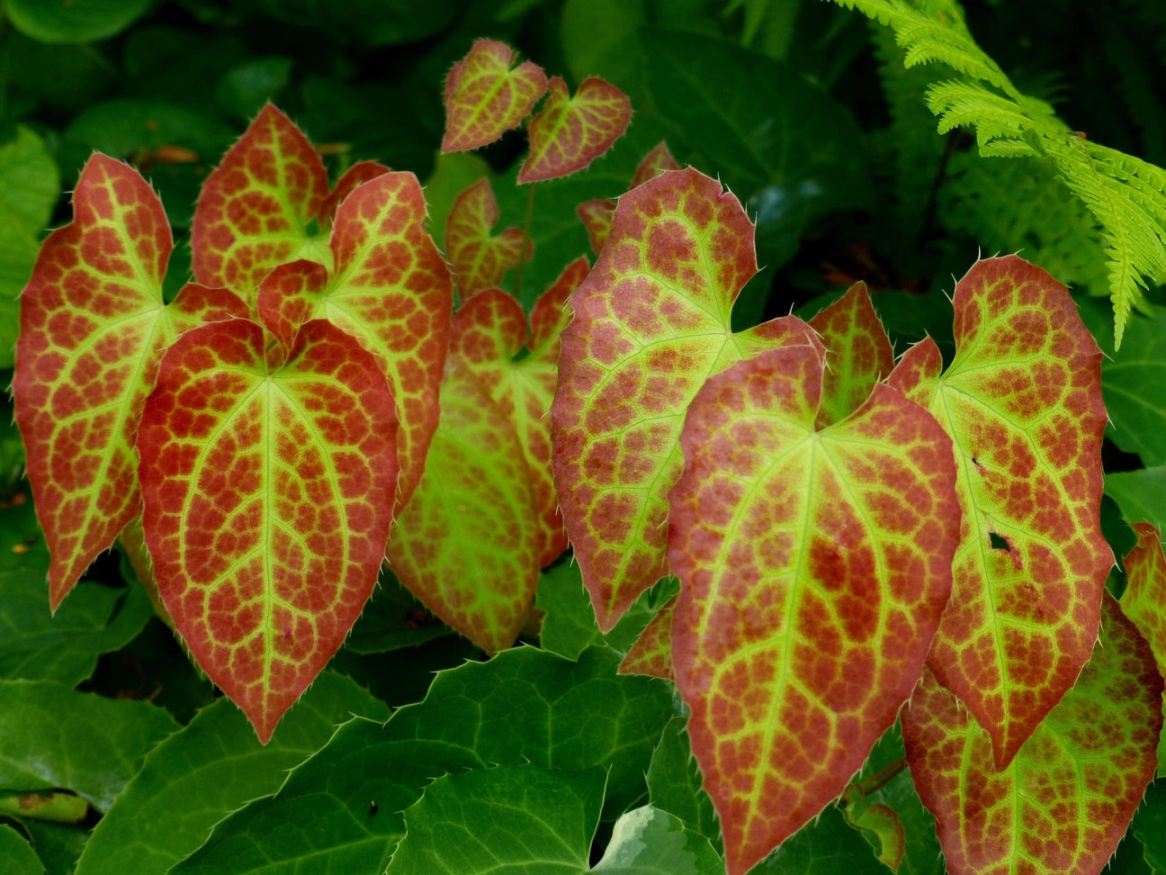 The Epimedium Guide – Plant Detectives
