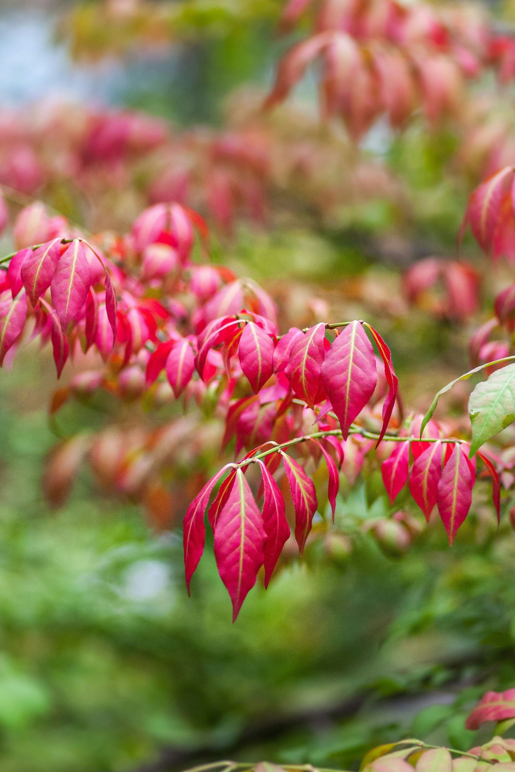 The Euonymus Guide – Plant Detectives
