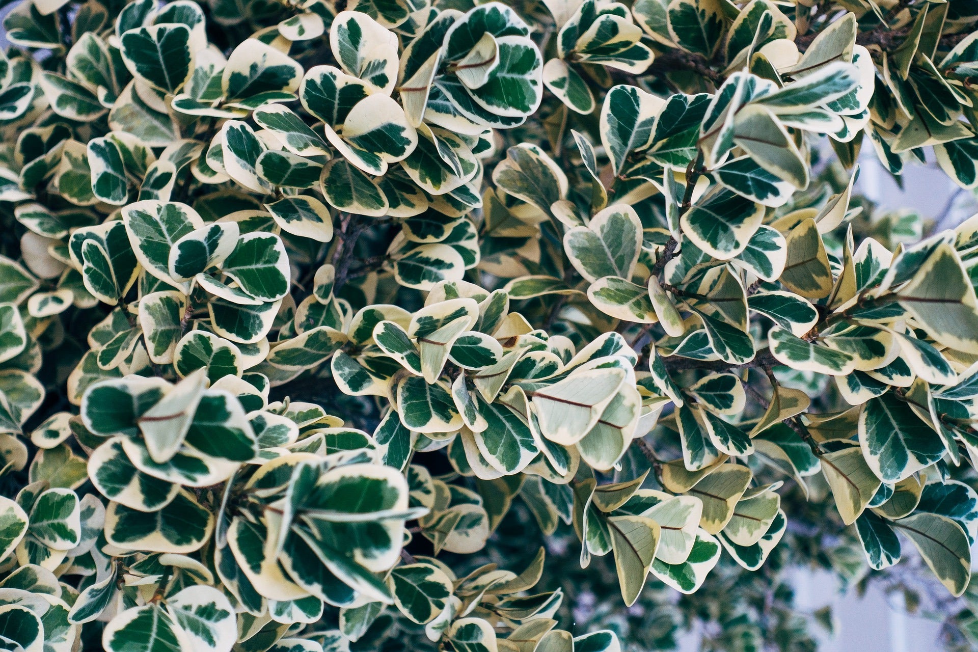 The Euonymus Guide – Plant Detectives