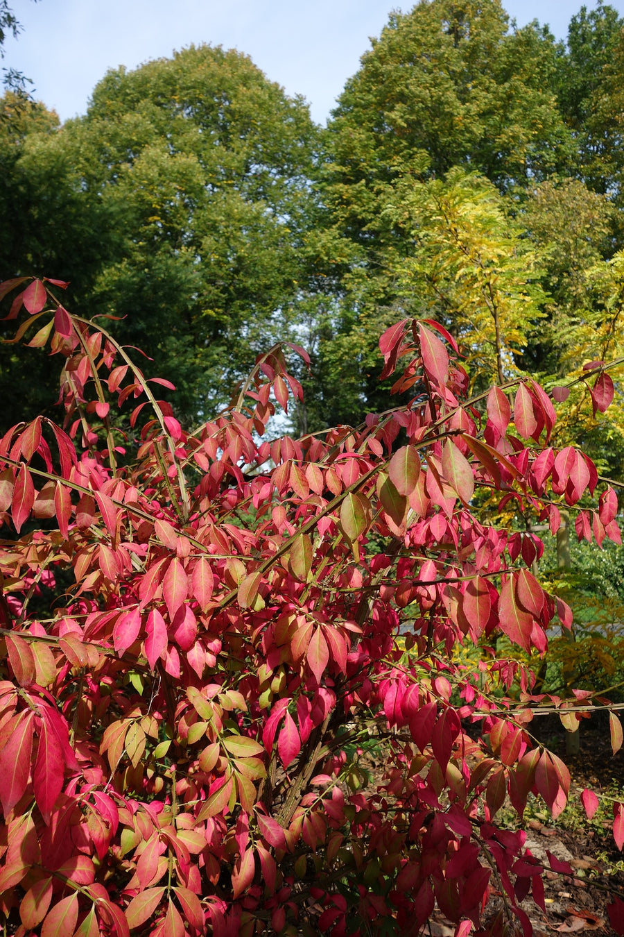 The Euonymus Guide – Plant Detectives