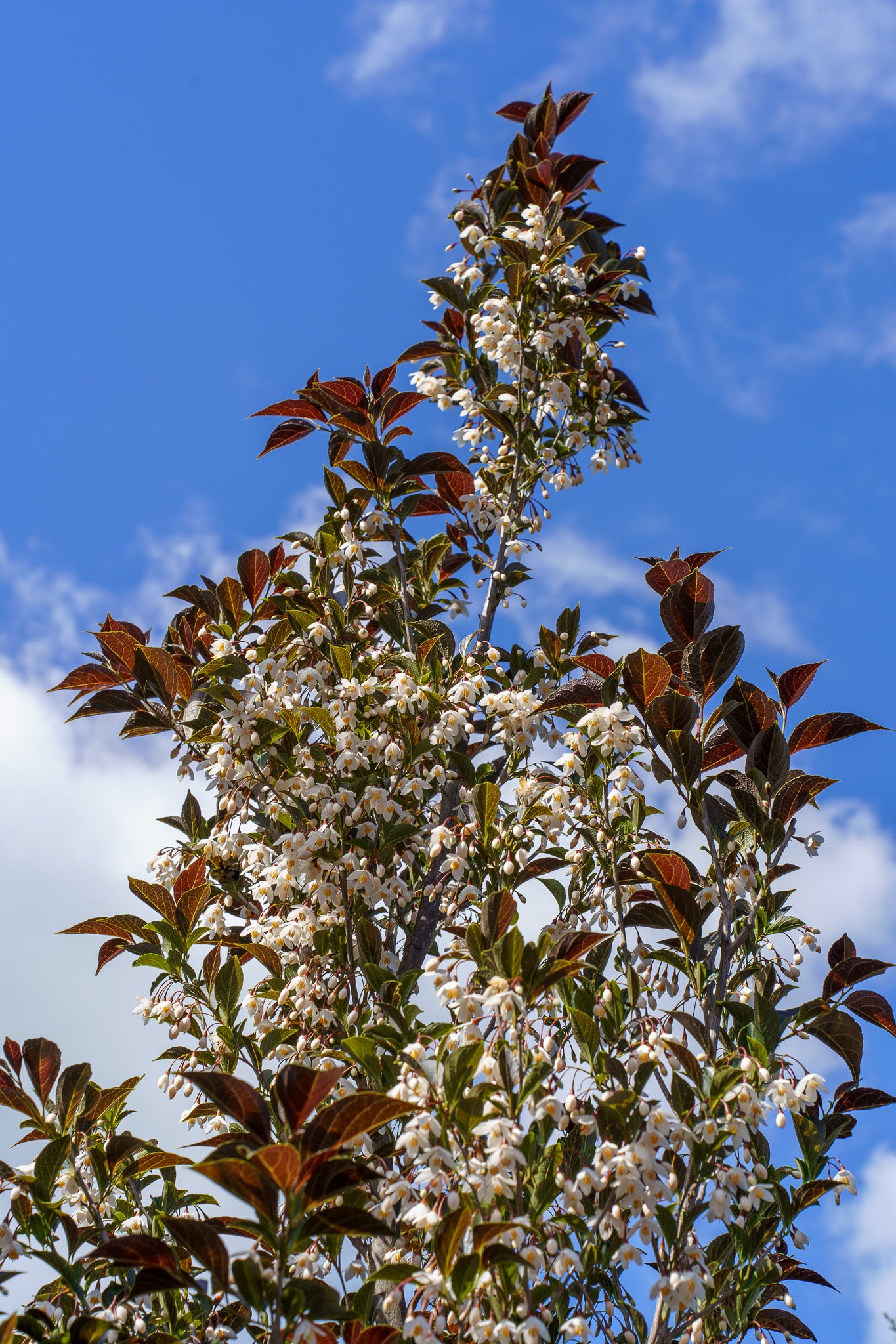 Plant of the Week - Evening Light Japanese Snowbell – Plant Detectives