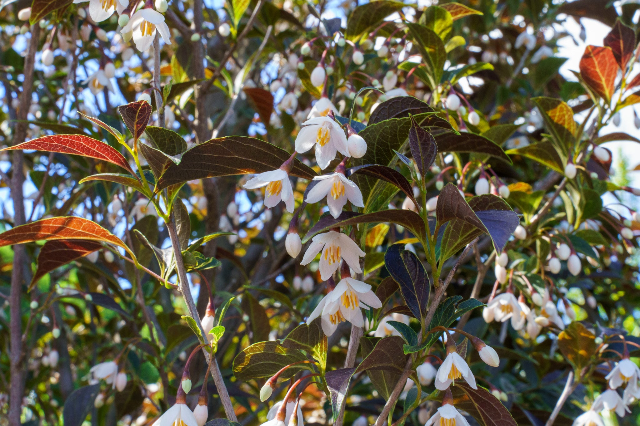 Plant of the Week - Evening Light Japanese Snowbell – Plant Detectives