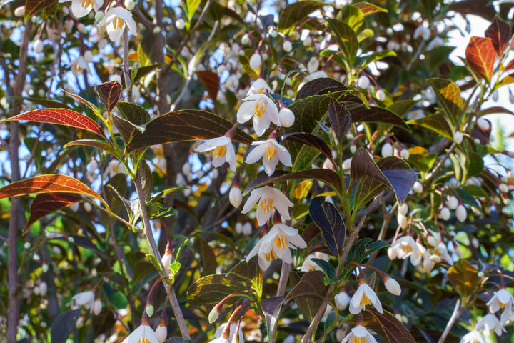 Plant of the Week - Evening Light Japanese Snowbell – Plant Detectives