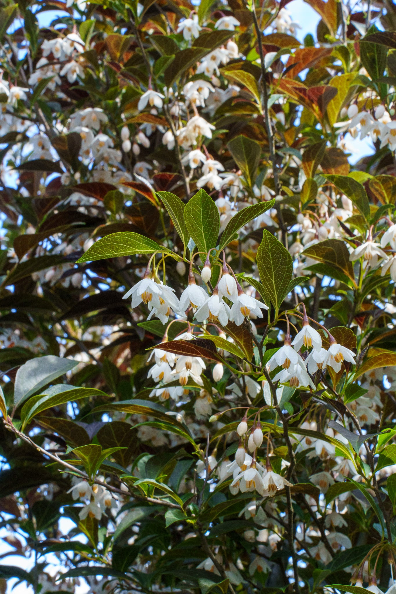 Plant of the Week - Evening Light Japanese Snowbell – Plant Detectives