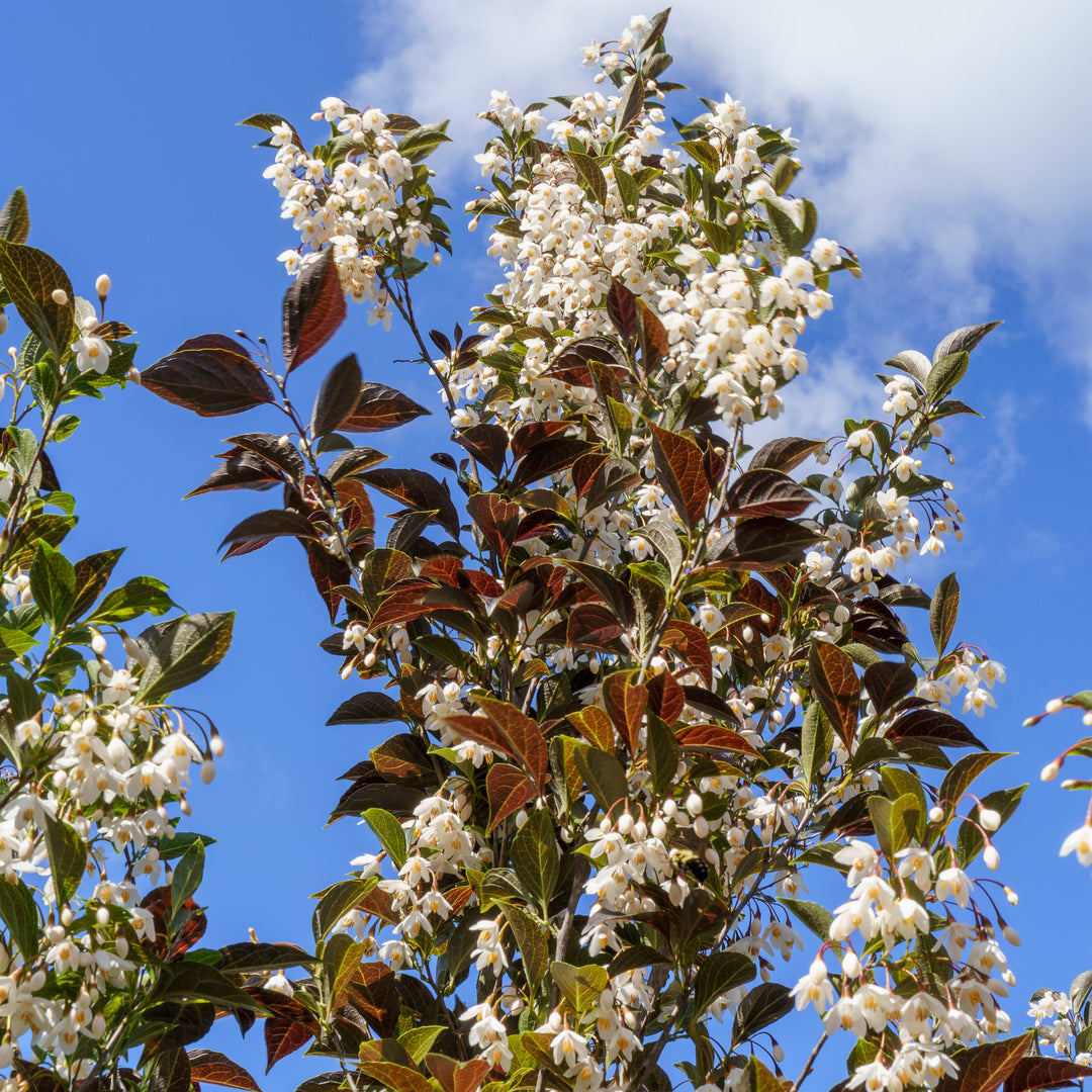 Plant of the Week Series – Plant Detectives