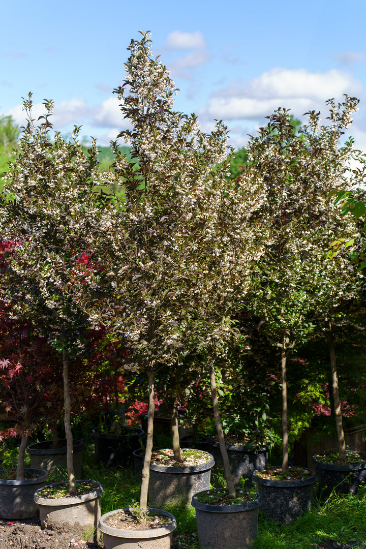 Plant of the Week - Evening Light Japanese Snowbell – Plant Detectives