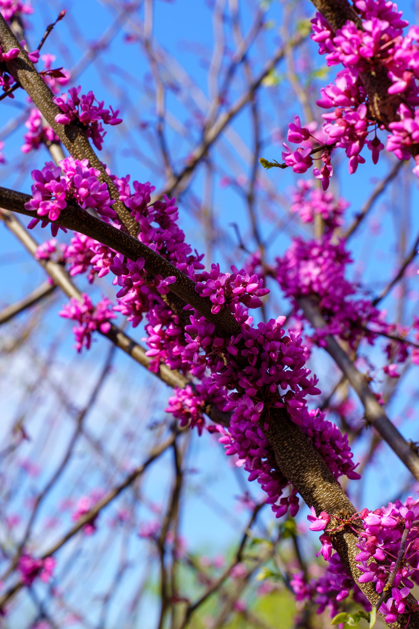 Best Plants for Low-Maintenance NJ Gardens | Plant Detectives