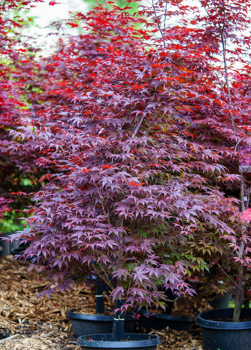 Emperor 1 Japanese Maple – Plant Detectives