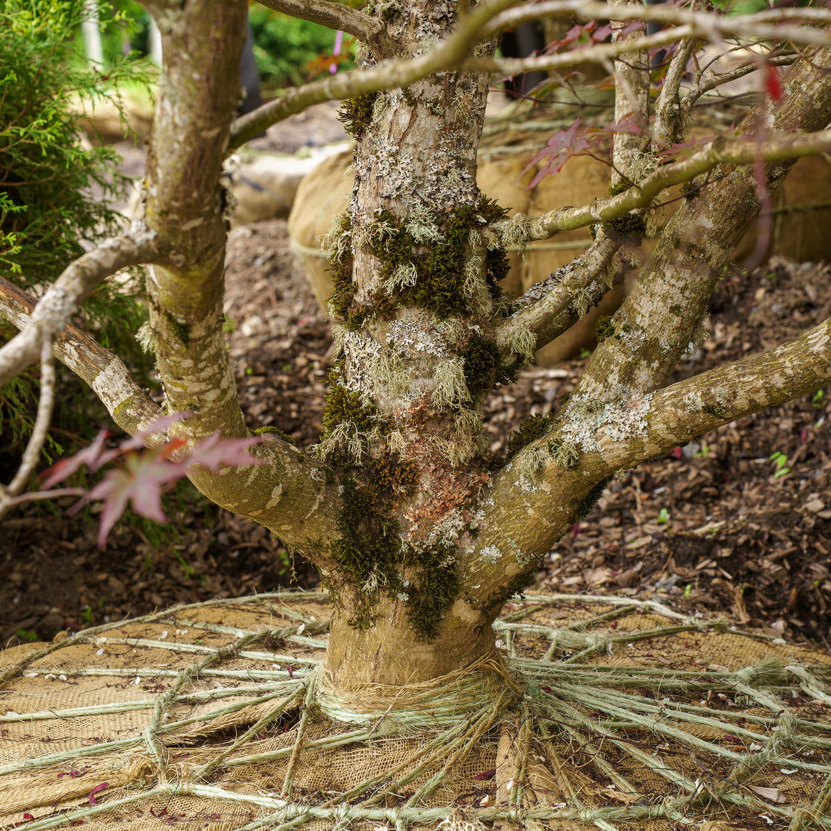 Emperor 1 Japanese Maple – Plant Detectives