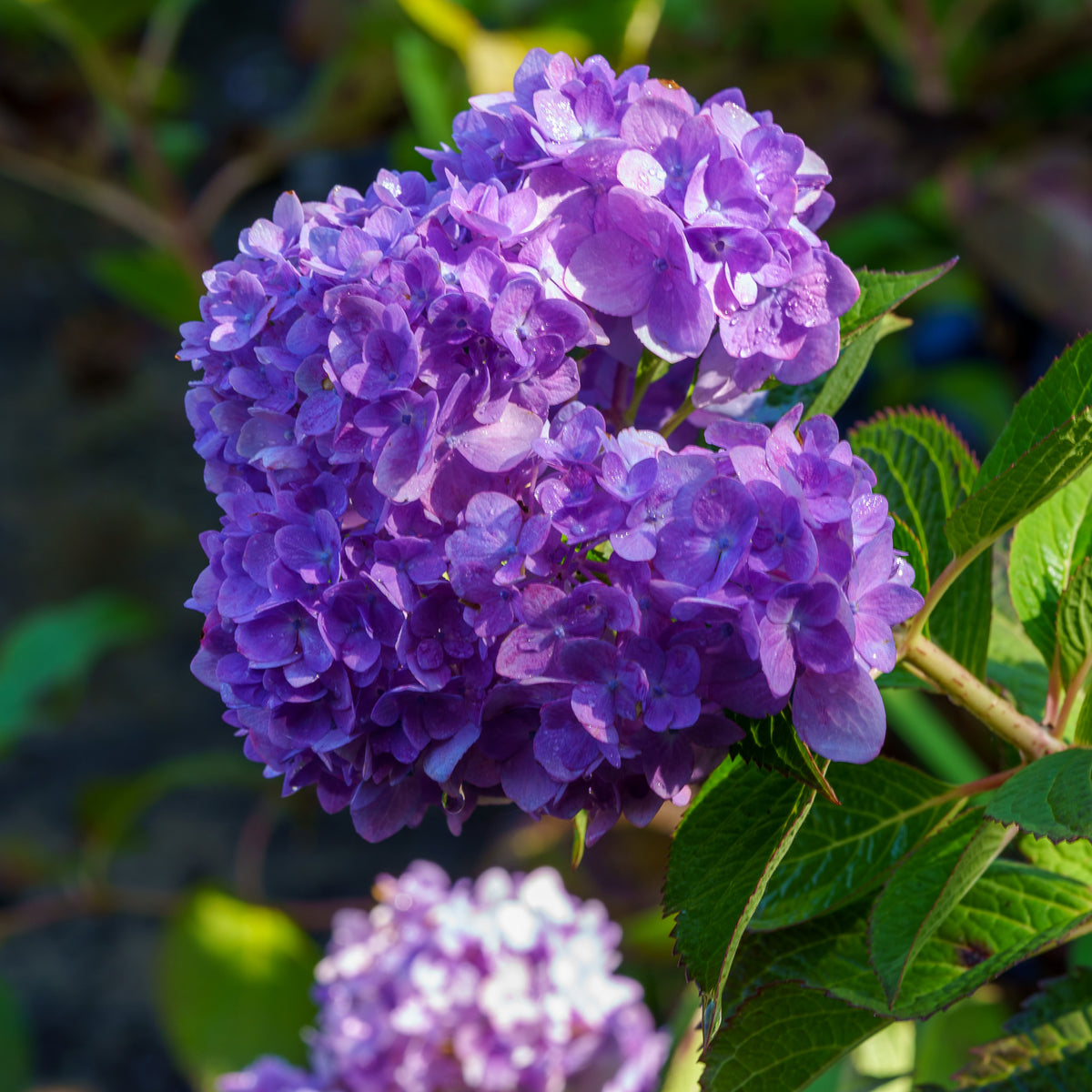 Endless Summer Bigleaf Hydrangea – Plant Detectives