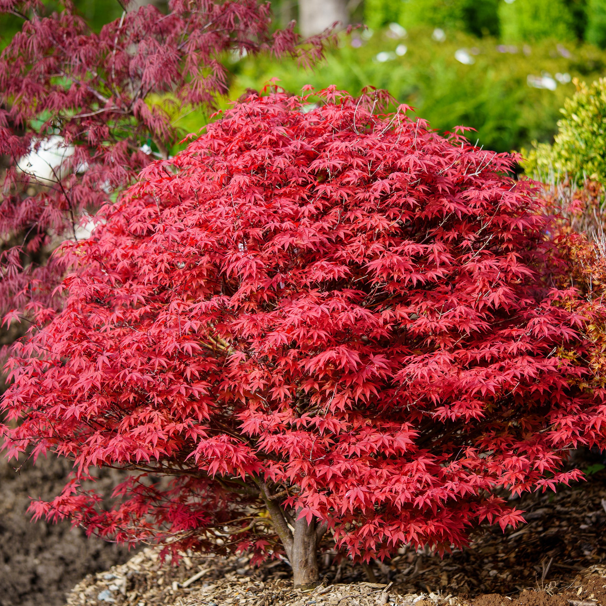 Japanese Maple (Acer) – Plant Detectives