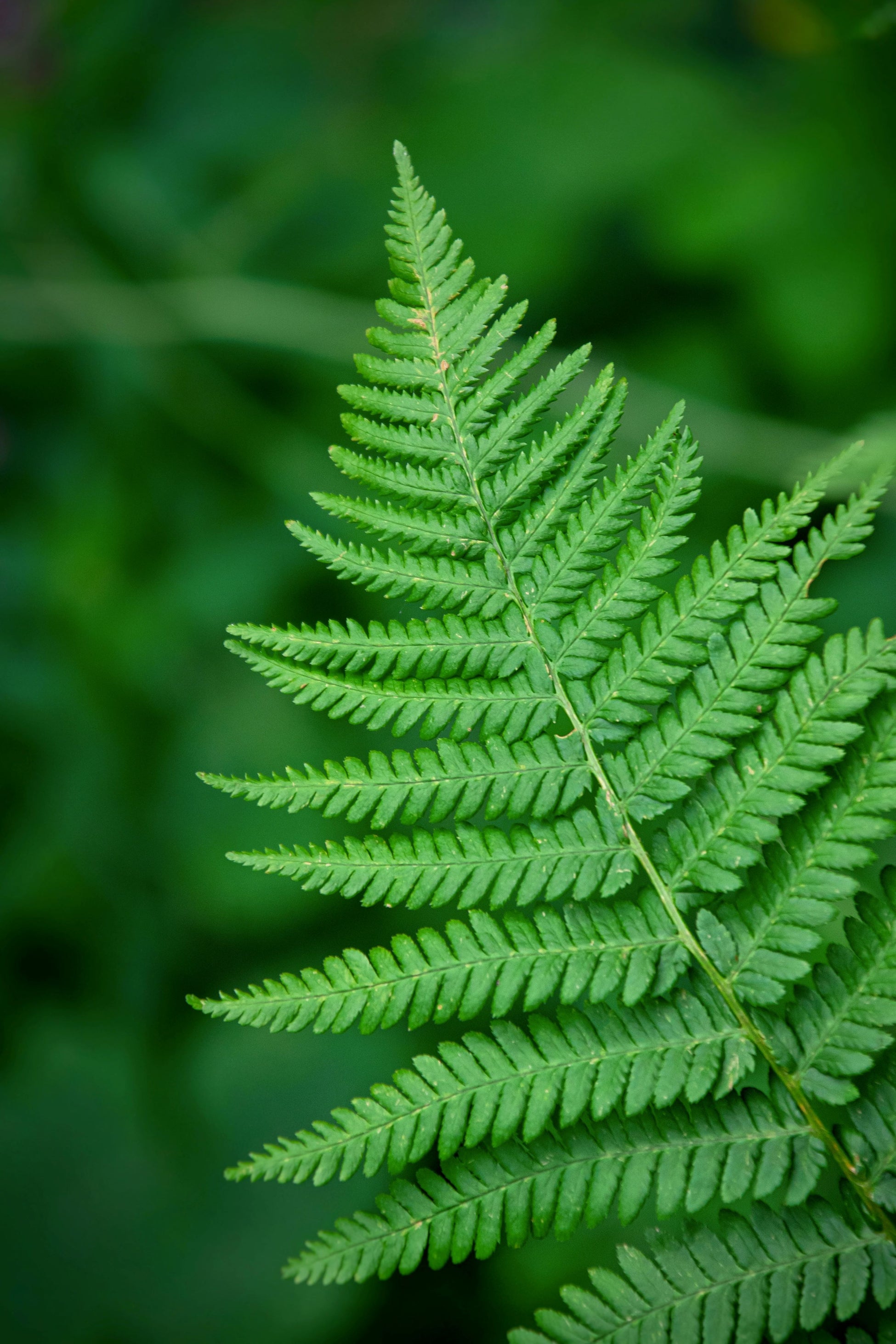The Fern Guide – Plant Detectives