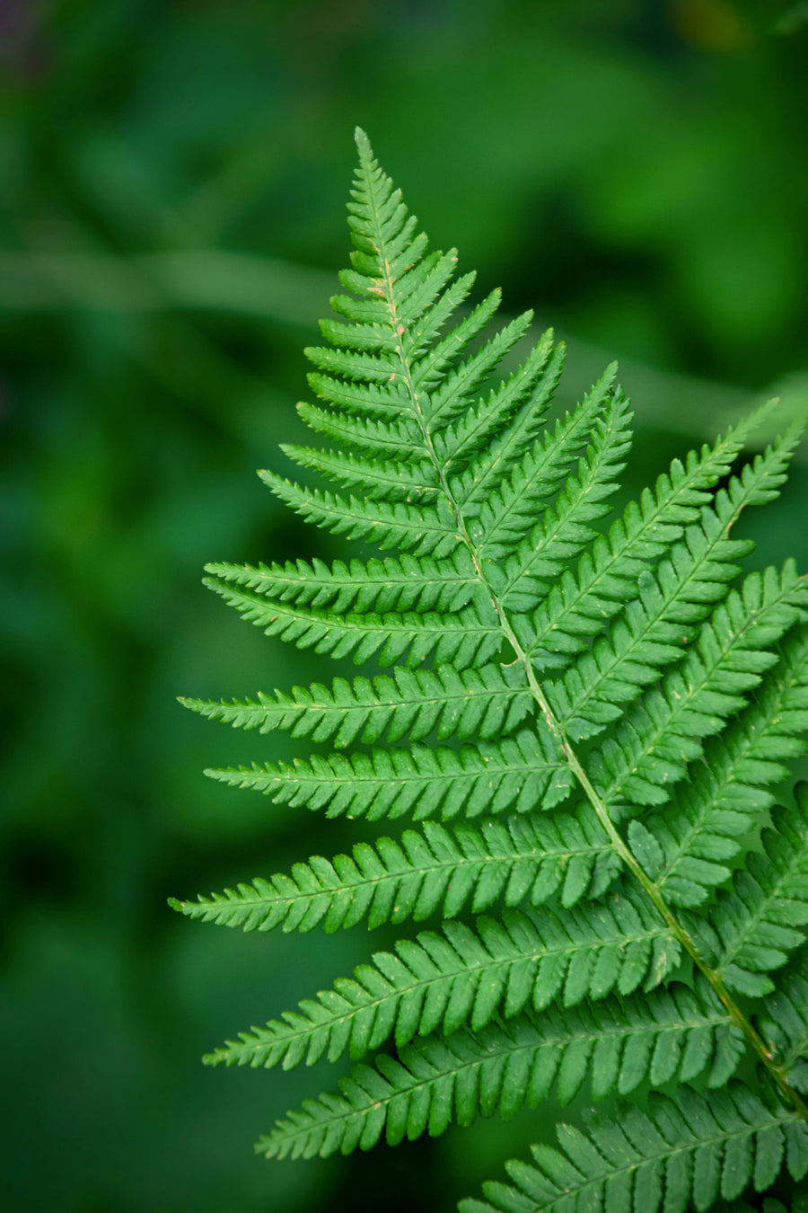 The Fern Guide – Plant Detectives