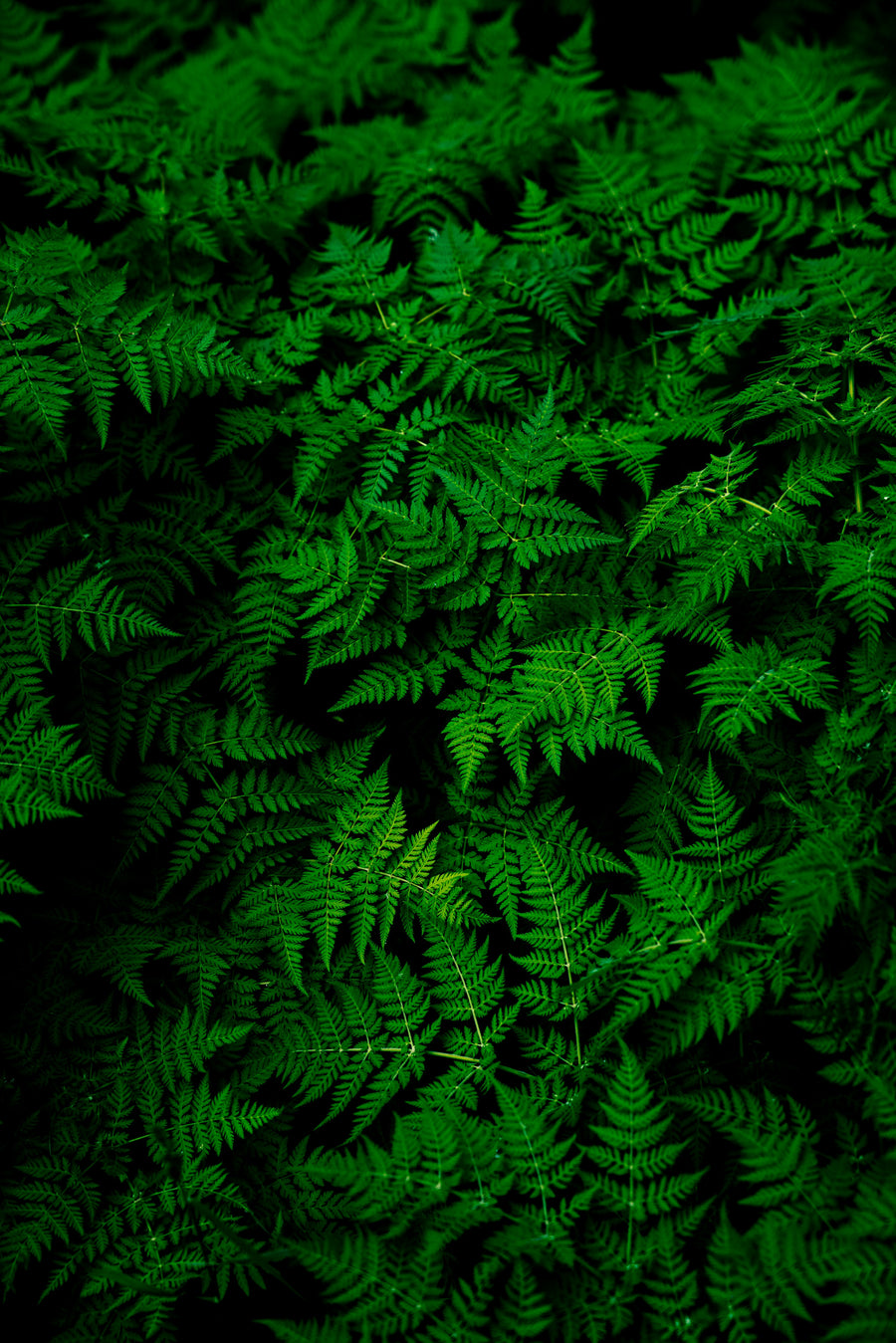 Ferns – Plant Detectives