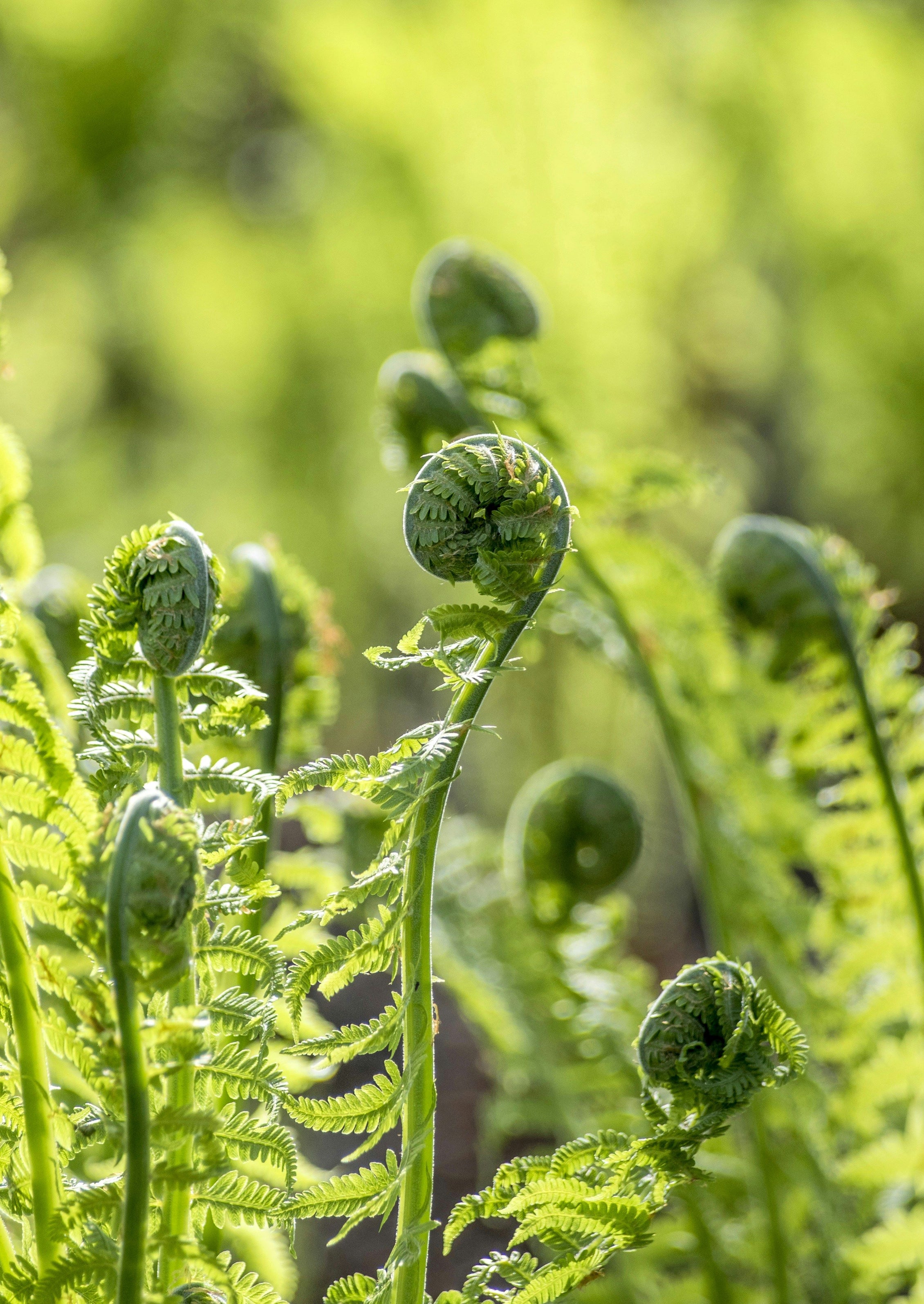 The Fern Guide – Plant Detectives