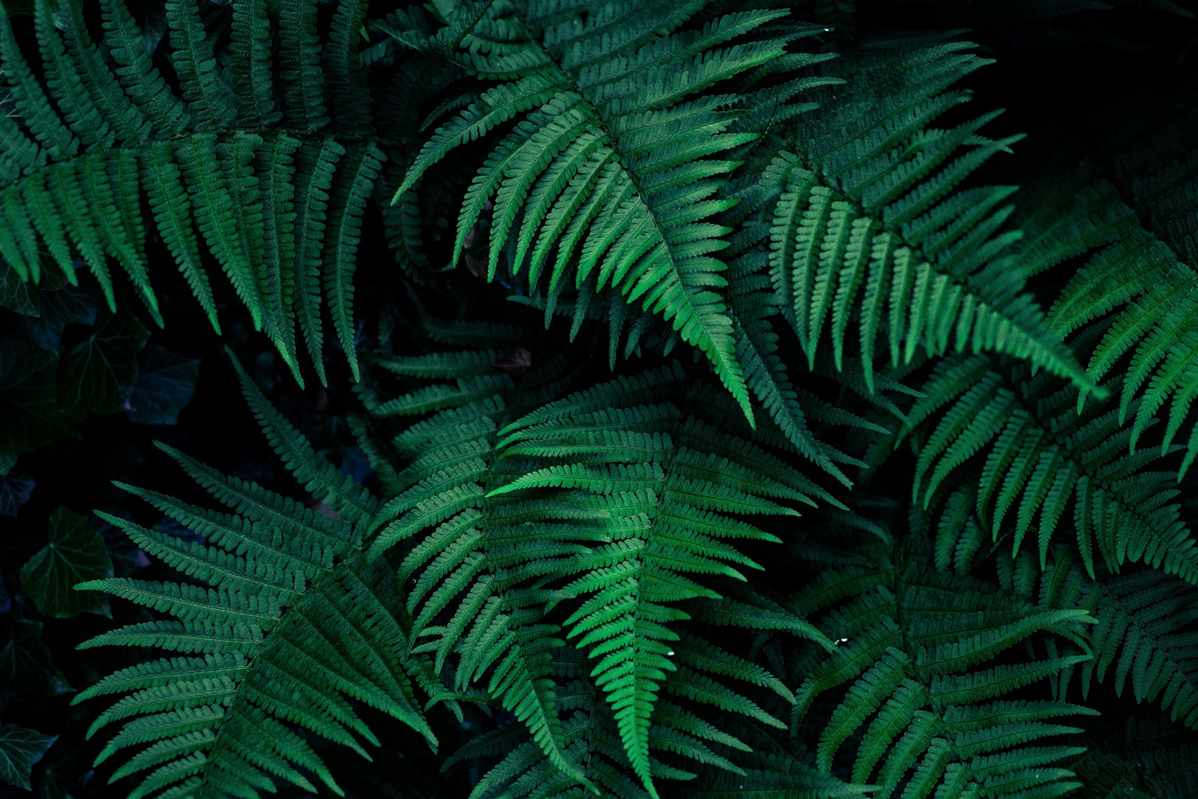 The Fern Guide – Plant Detectives