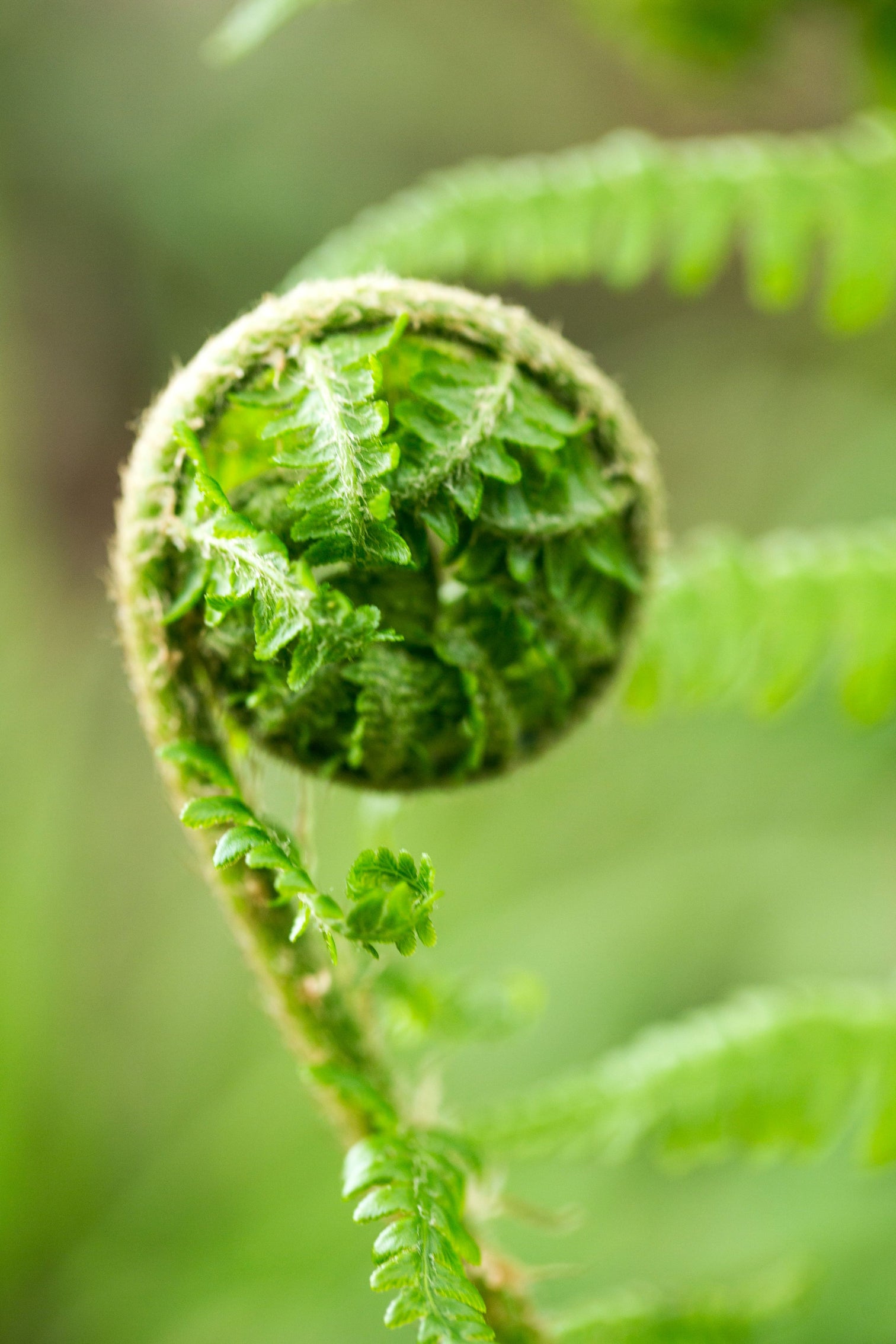 The Fern Guide – Plant Detectives