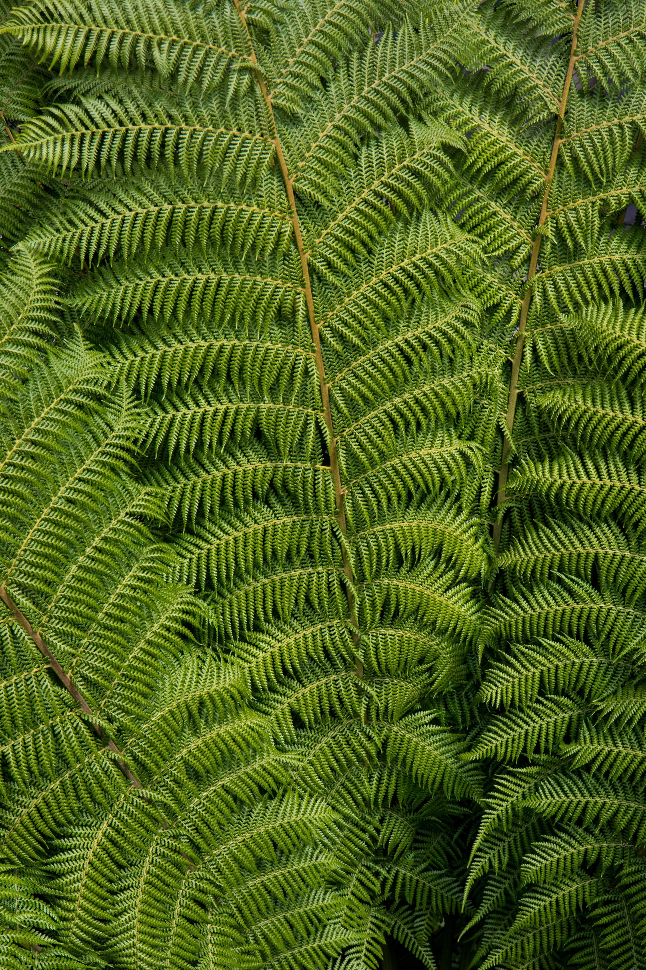 The Fern Guide – Plant Detectives