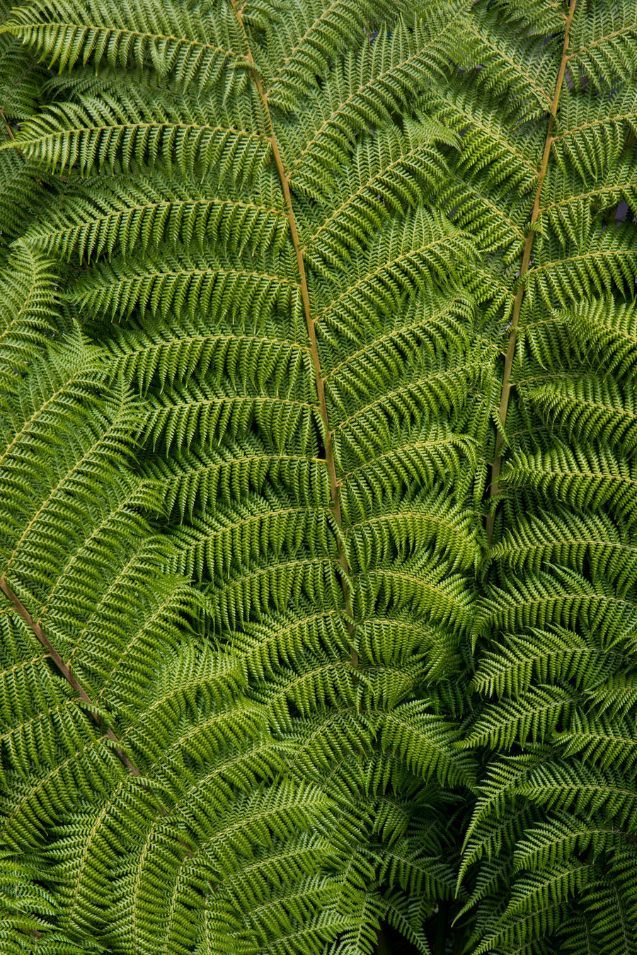 The Fern Guide – Plant Detectives