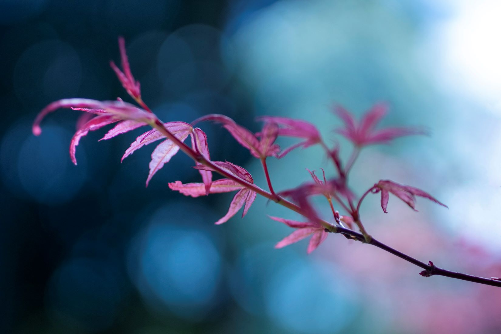 Plant of the Week - Fireball Japanese Maple – Plant Detectives