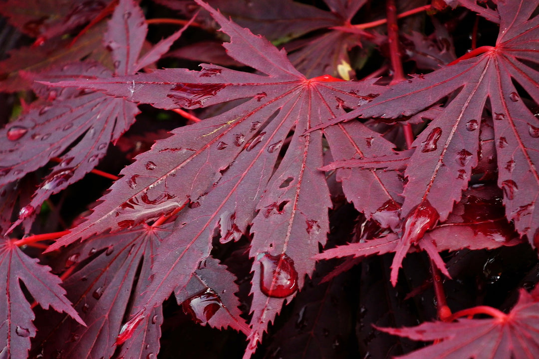 Plant of the Week - Fireball Japanese Maple – Plant Detectives