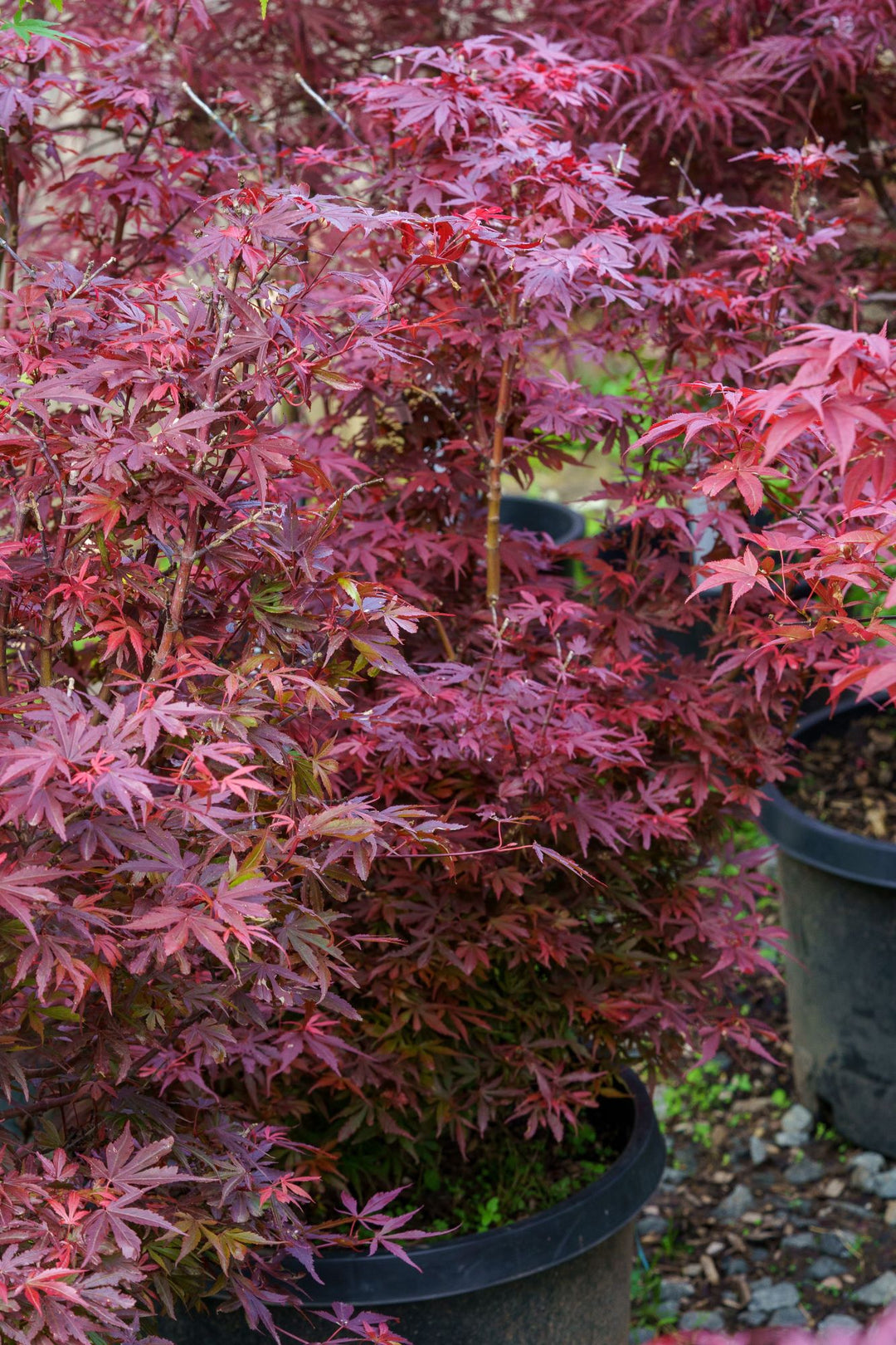 Plant of the Week - Fireball Japanese Maple – Plant Detectives
