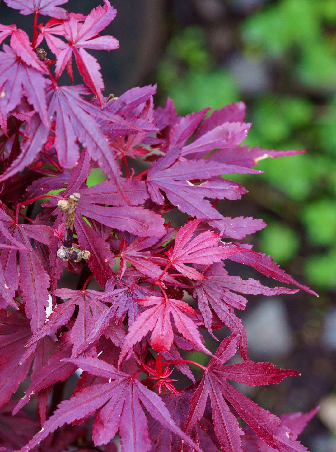 Plant of the Week - Fireball Japanese Maple – Plant Detectives