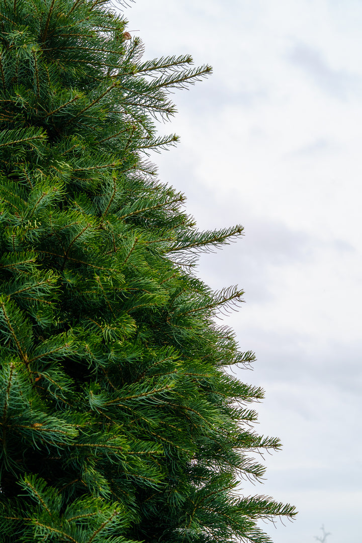 The Fir Guide – Plant Detectives