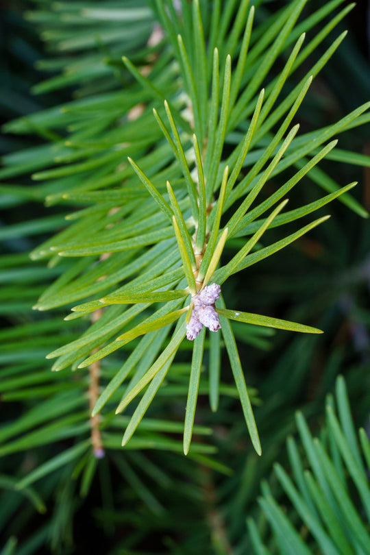 The Fir Guide – Plant Detectives