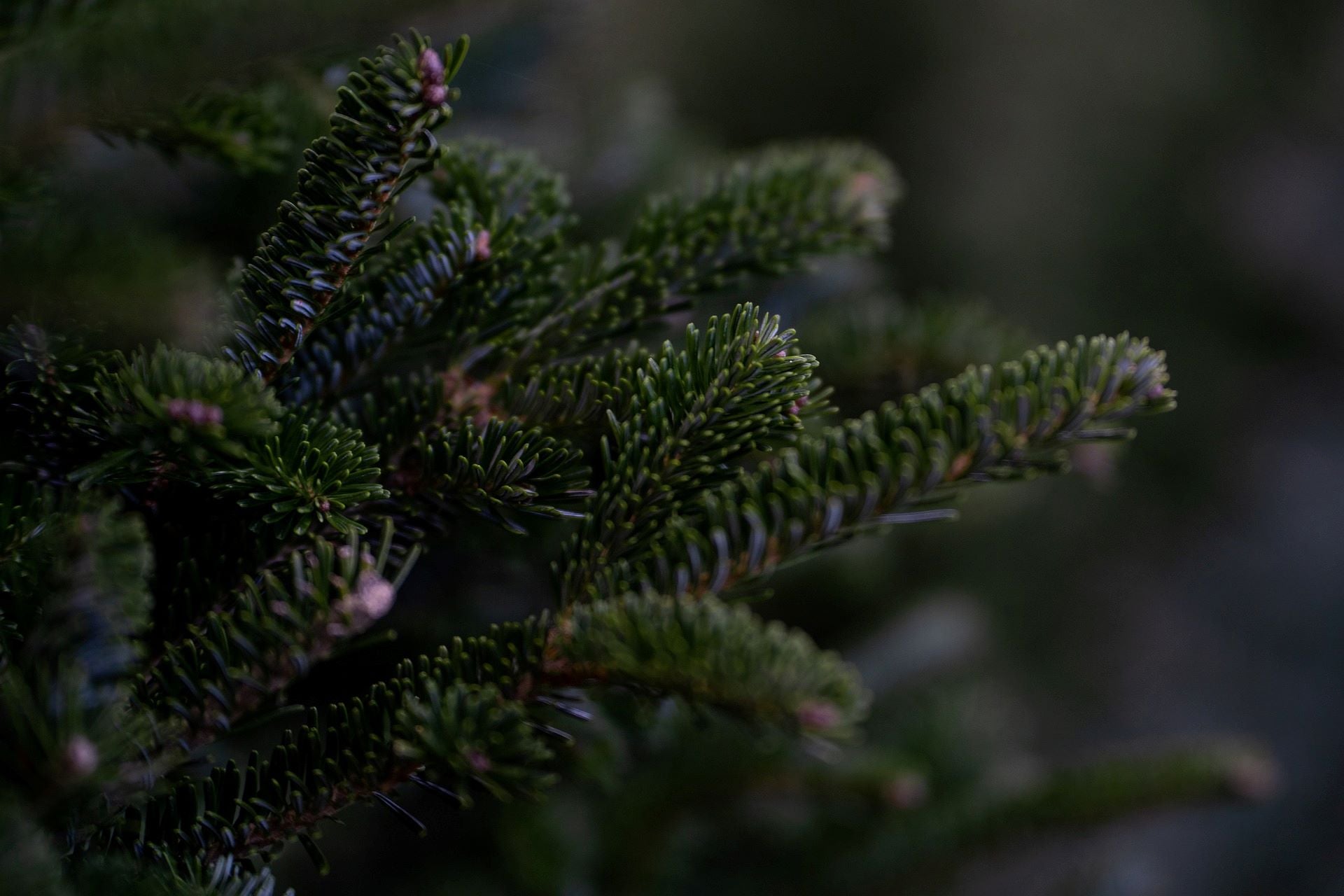 Fir – Plant Detectives