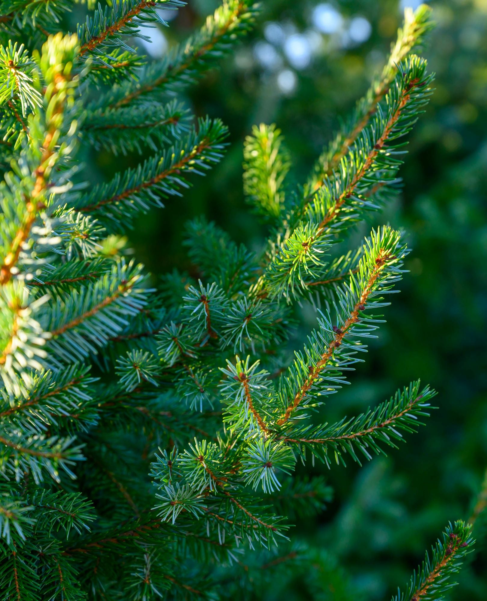 Fir – Plant Detectives