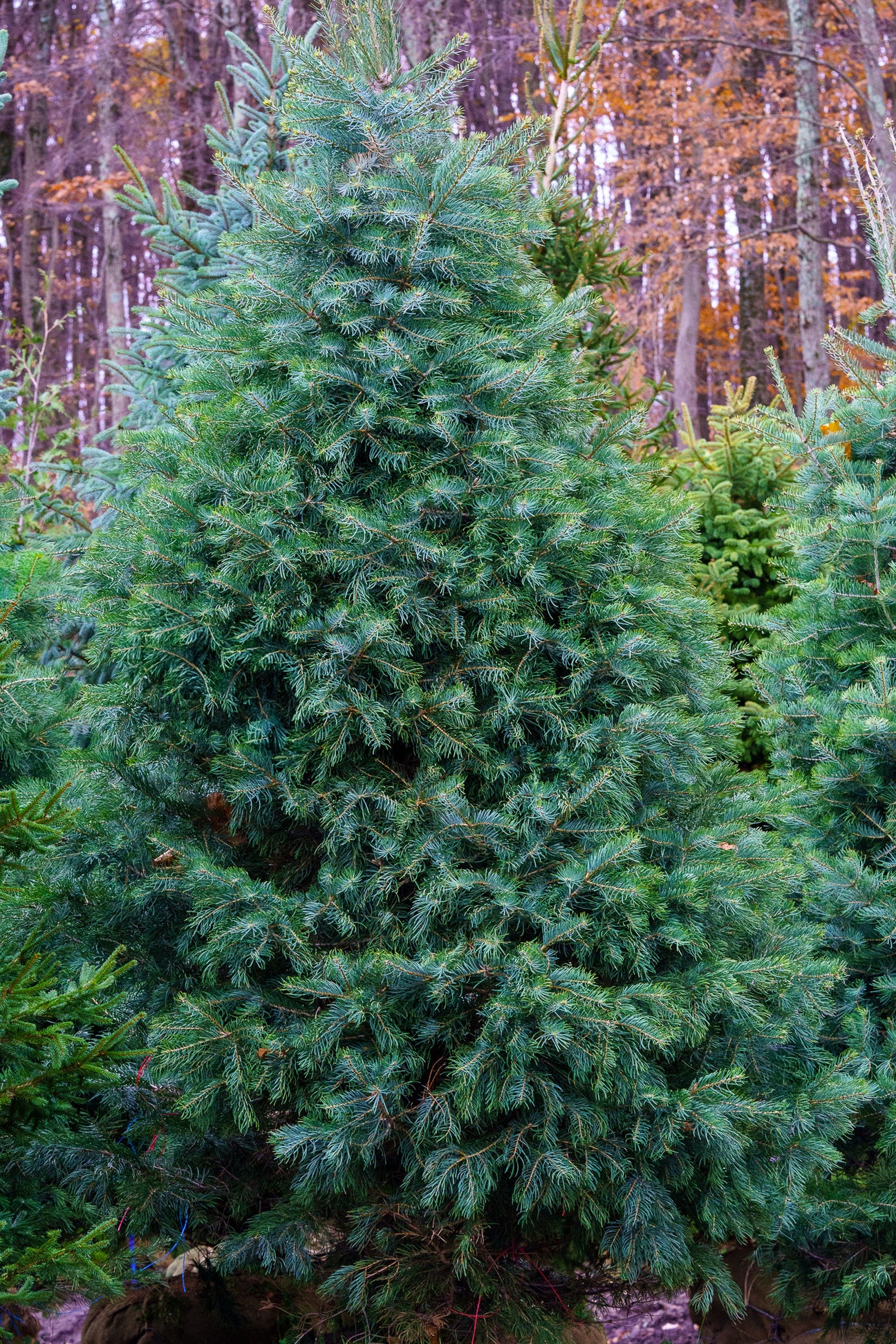The Fir Guide – Plant Detectives