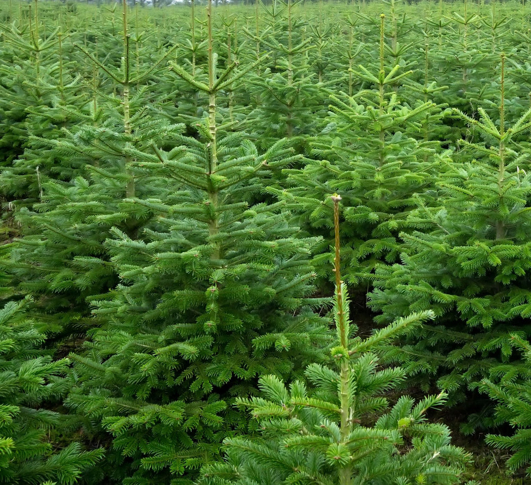 Fir – Plant Detectives