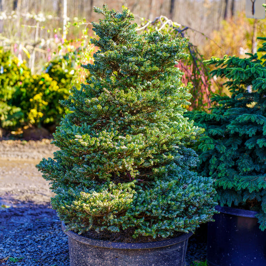 The Fir Guide – Plant Detectives
