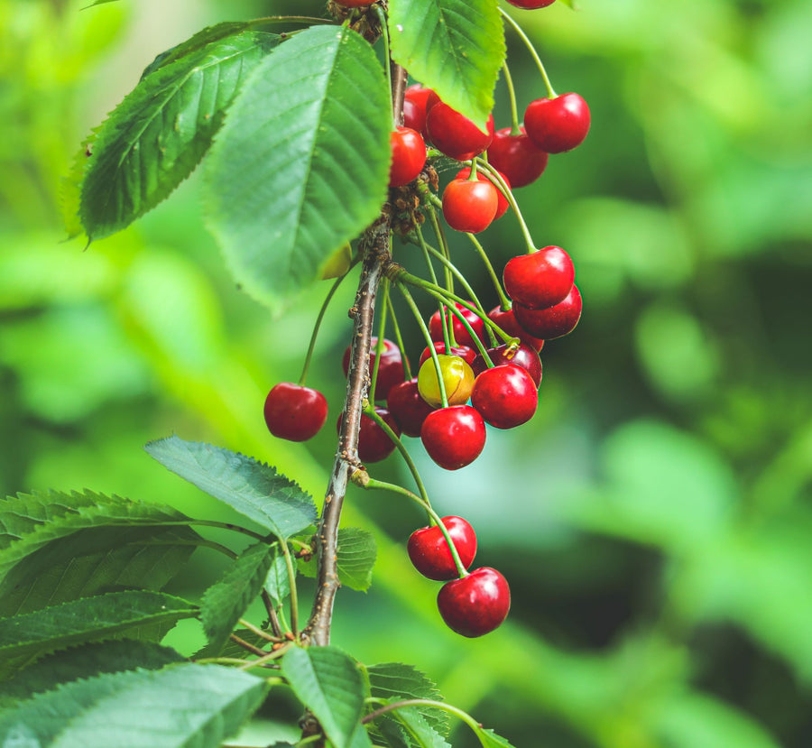 Cherry – Plant Detectives