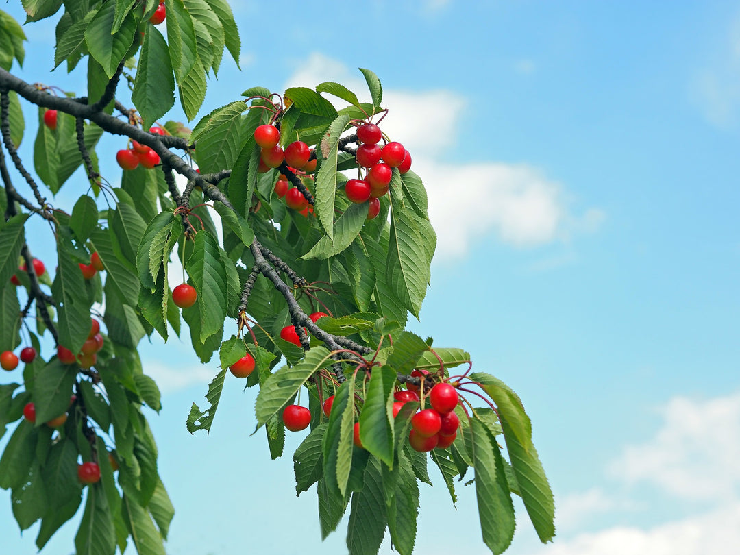 The Fruiting Cherry Guide – Plant Detectives