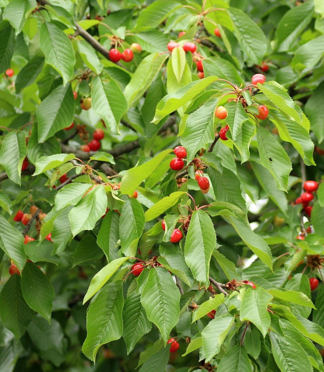 Cherry – Plant Detectives