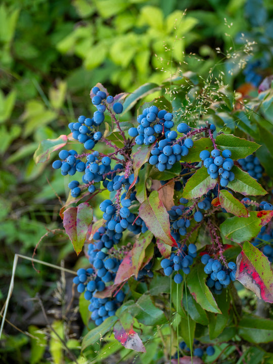 The Fruit Bush Guide – Plant Detectives